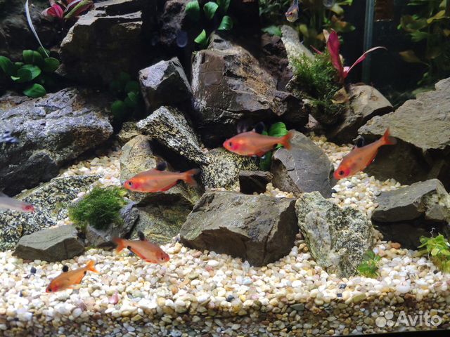 Аквариумные рыбки Минор