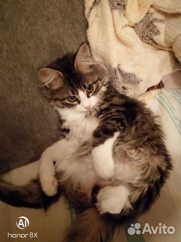 Кот по имени Марк