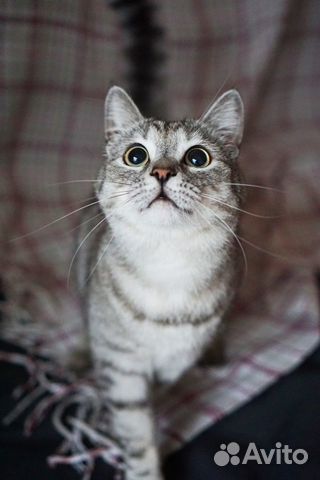 Королевский кот ждет любящих хозяев