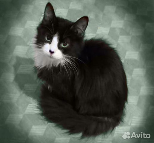 Котенок Кноп Кнопыч