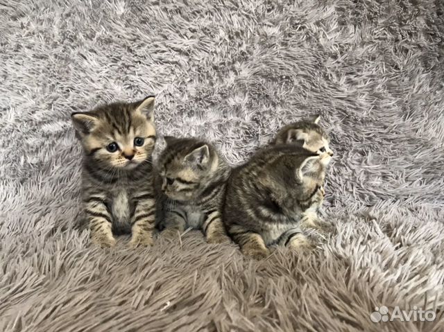 Шотландские котята