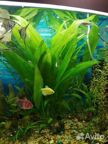 Аквариумное растение
