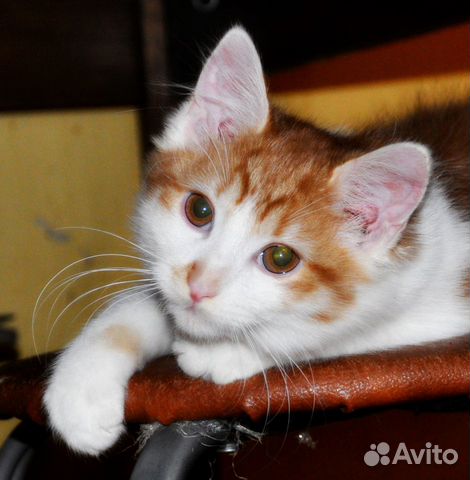 Солнечно рыжий красавчик котенок в хорошие руки