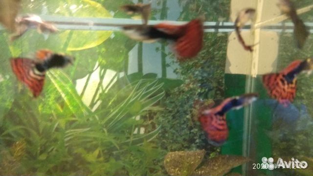 Рыбы в хорошие руки