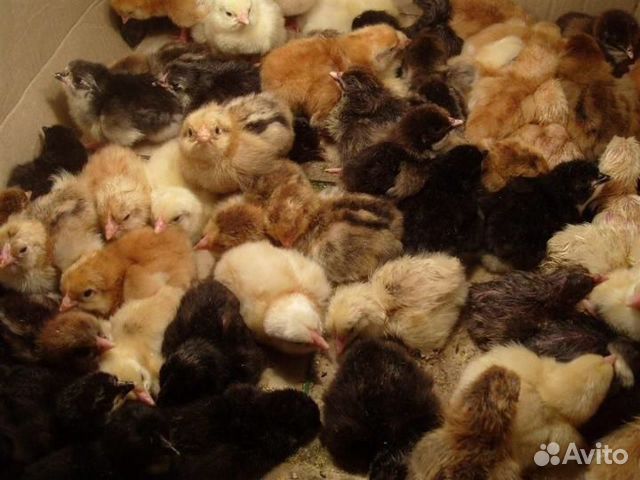 Цыпленок суточный