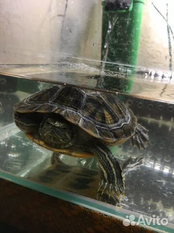 Подарим Черепаху Гуччи