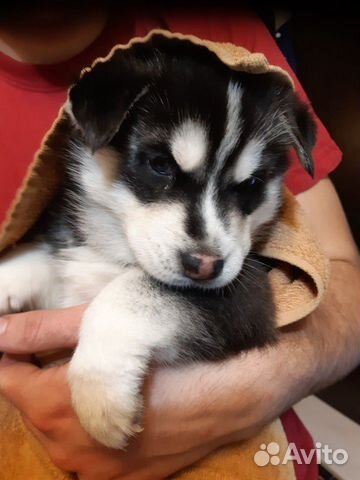 Сибирский хаски мальчик