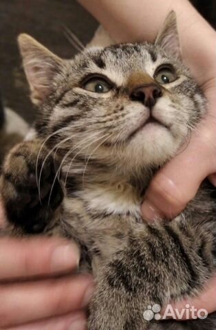 Котенок. Мальчик 3,5 месяца