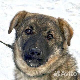 Щенок Флора