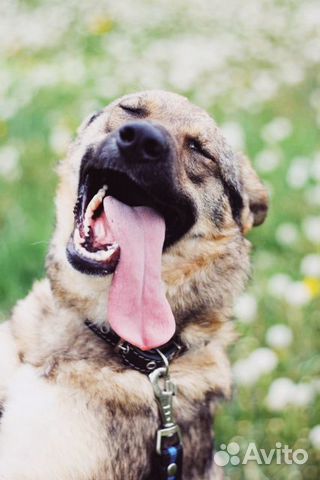 Собака-позитив Томми в дар