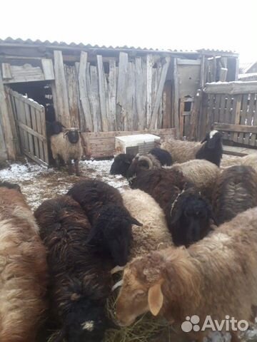 Лошадь бараны