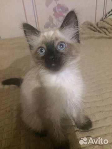 Кошечка (сиамская,тайская)