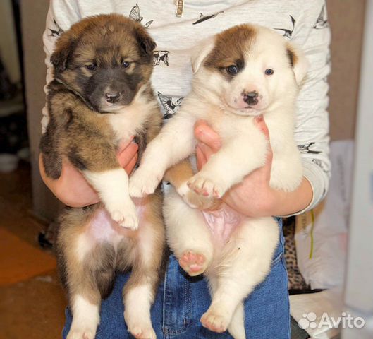 Карапузы ищут дом