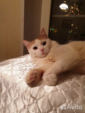 Очень нужен дом красивому ласковому котику