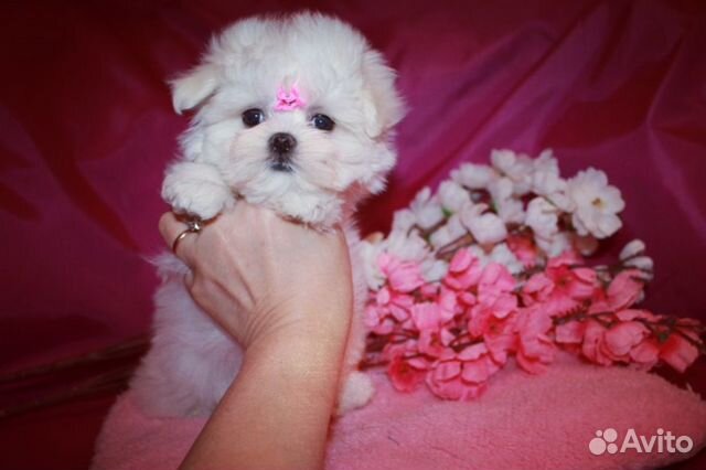 Куколка-девочка мальтезе 2,5 мес