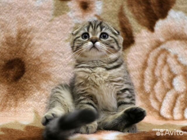 Кошечка скоттиш фолд с шикарным характером