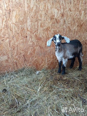 Козлик альпонубийский