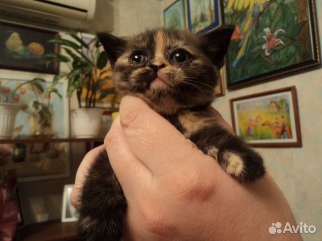 Шотландская симпотяшка