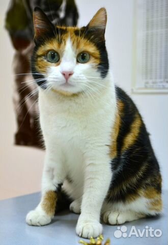 Маргоша ищет дом