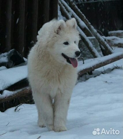 Самоедская лайка