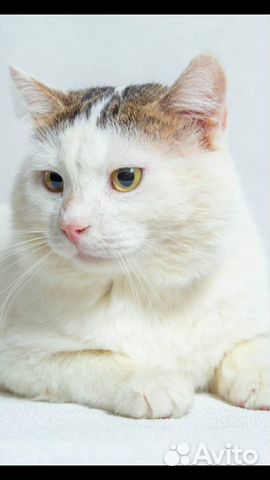 Сибирский кот в добрые руки