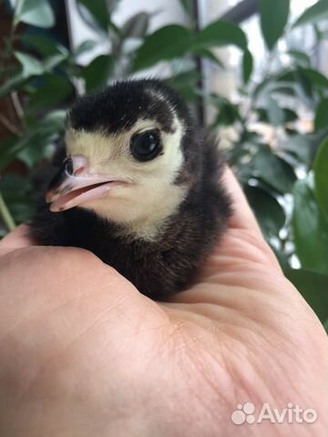 Инкубационные яйца индейки и кур