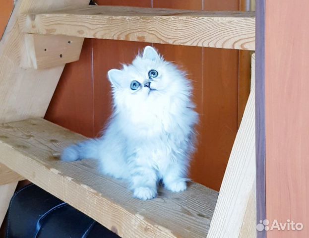 Шотландская шиншилла шоу класса