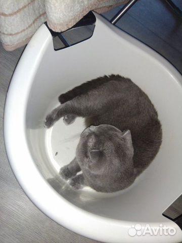 Отдам Британский вислоухий