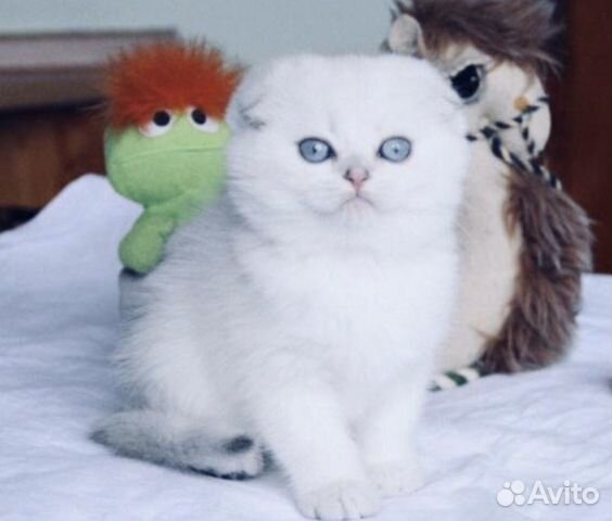 Шотландская