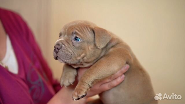 Американский Булли щенок 1,5 месяца