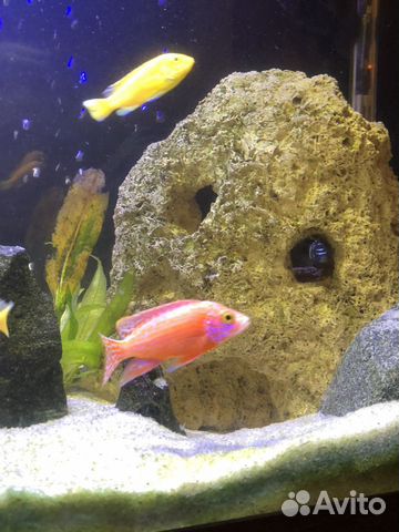 Аулонокара земляника