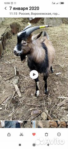 Козел камерунский(нигериец)