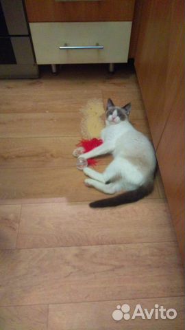 Кошечка в добрые руки