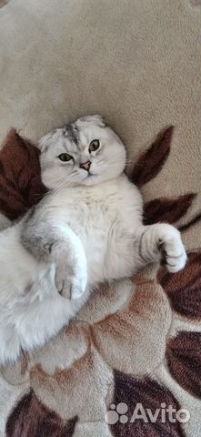 Шотландская