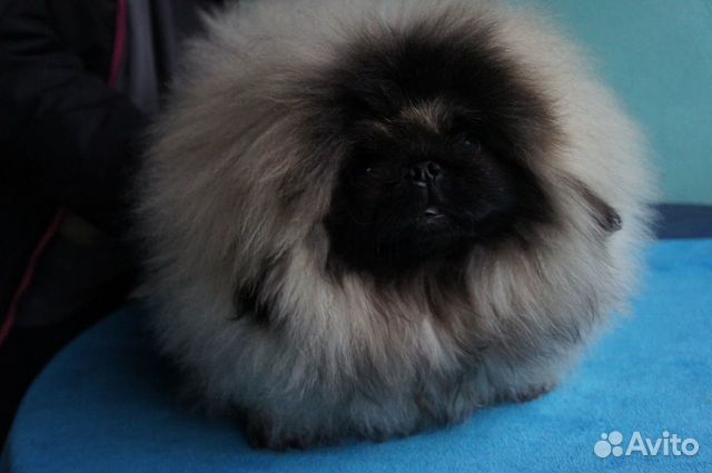 Щенок пекинеса - мальчик