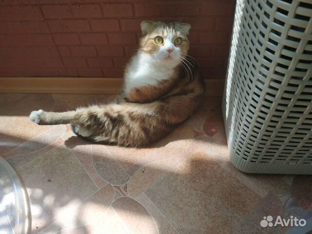 Кошка с характером