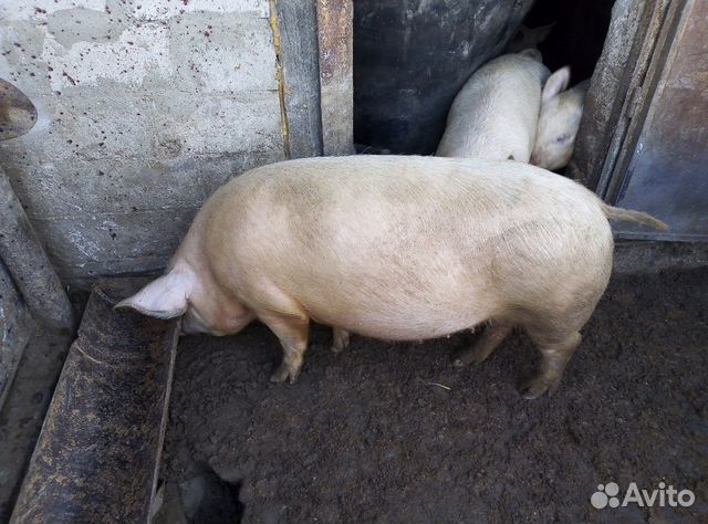 Свиноматка