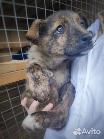 Нежный щенок в добрые руки