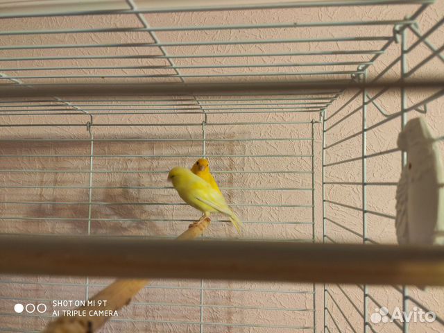 Пара канареек