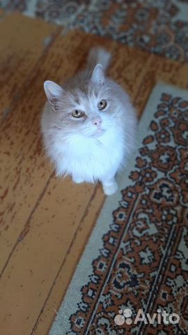 Котик кастрированный