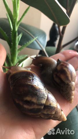 Улитка-Ахатин