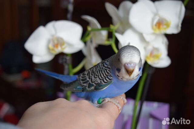 Ручной птенец самец волнистого попугая