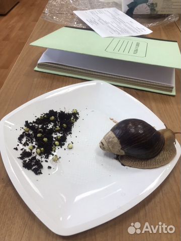 Улитка Ахатин