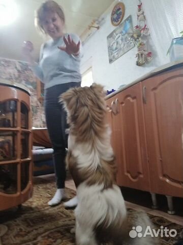 Продам кутёнка 8 месецов девочка порода шпиц