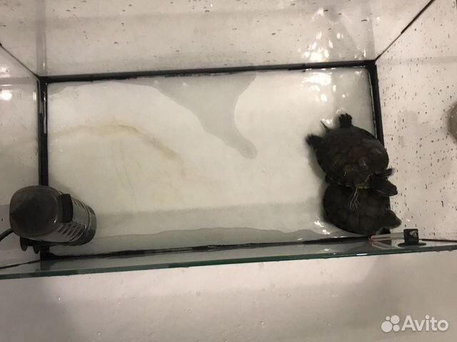 Черепахи красноухии