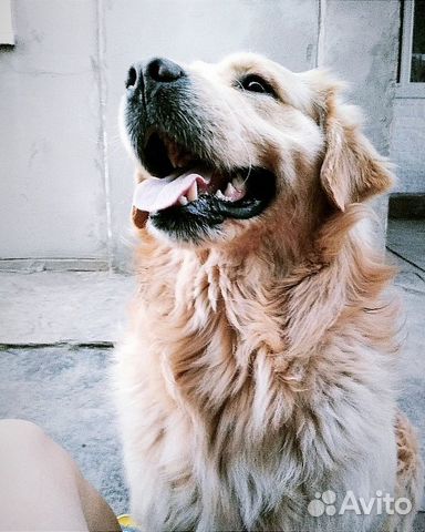 Ретривер вязка