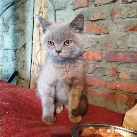 Британская или помесь девочка 5 месяцев