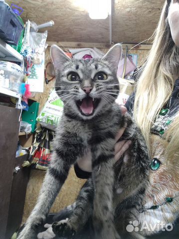 Не котята, а полосатые тигрята