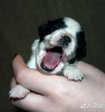 Щенки Папийона