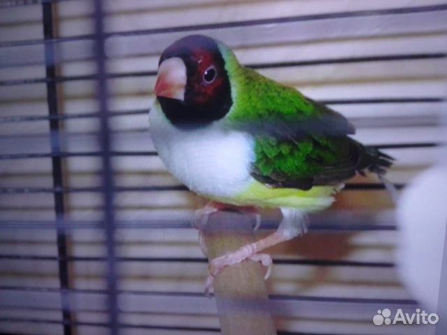 Амадин Гульда